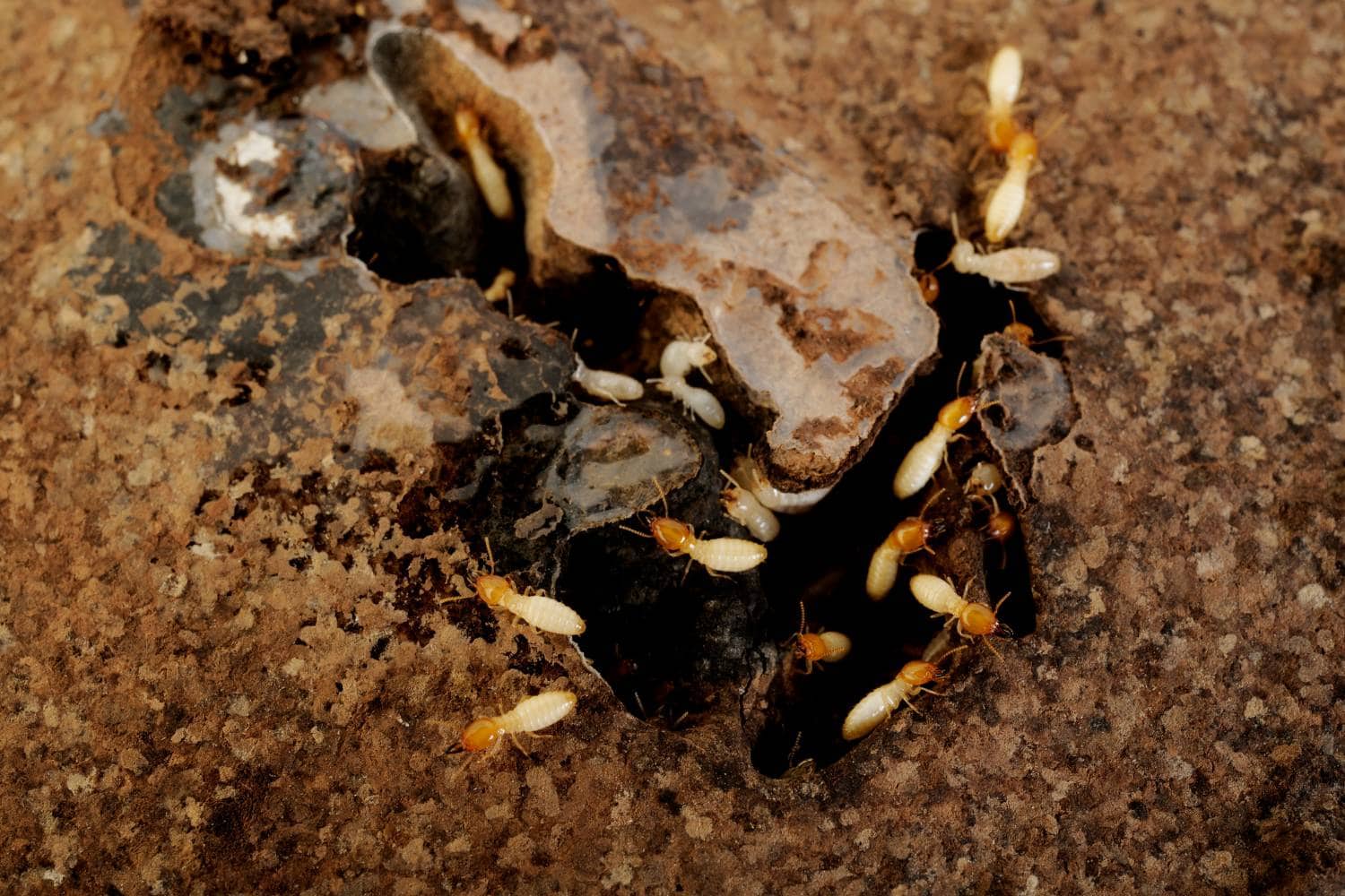 Spotting Termite Damage: A Guide for Homeowners